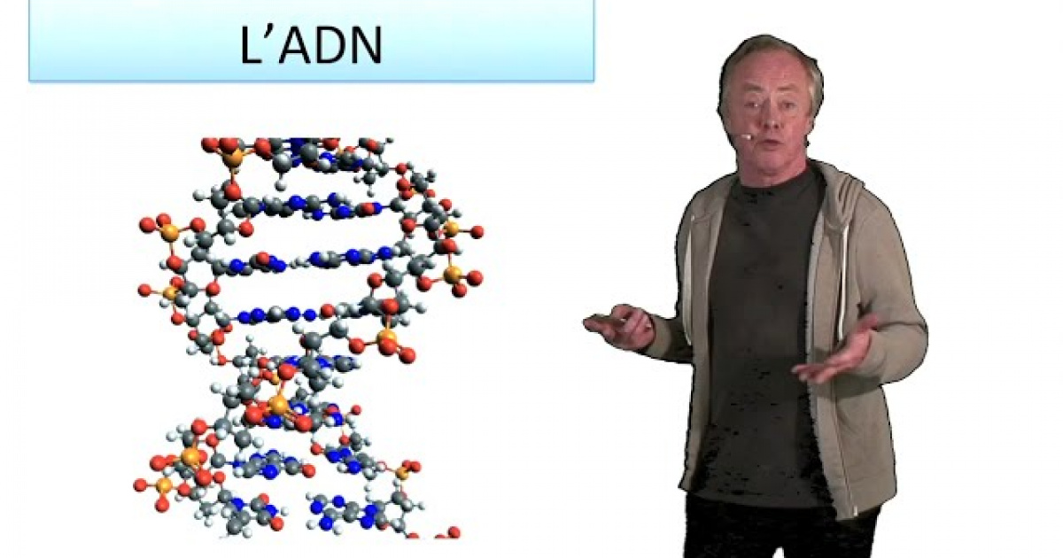 L'ADN – Clipedia - La science et moi
